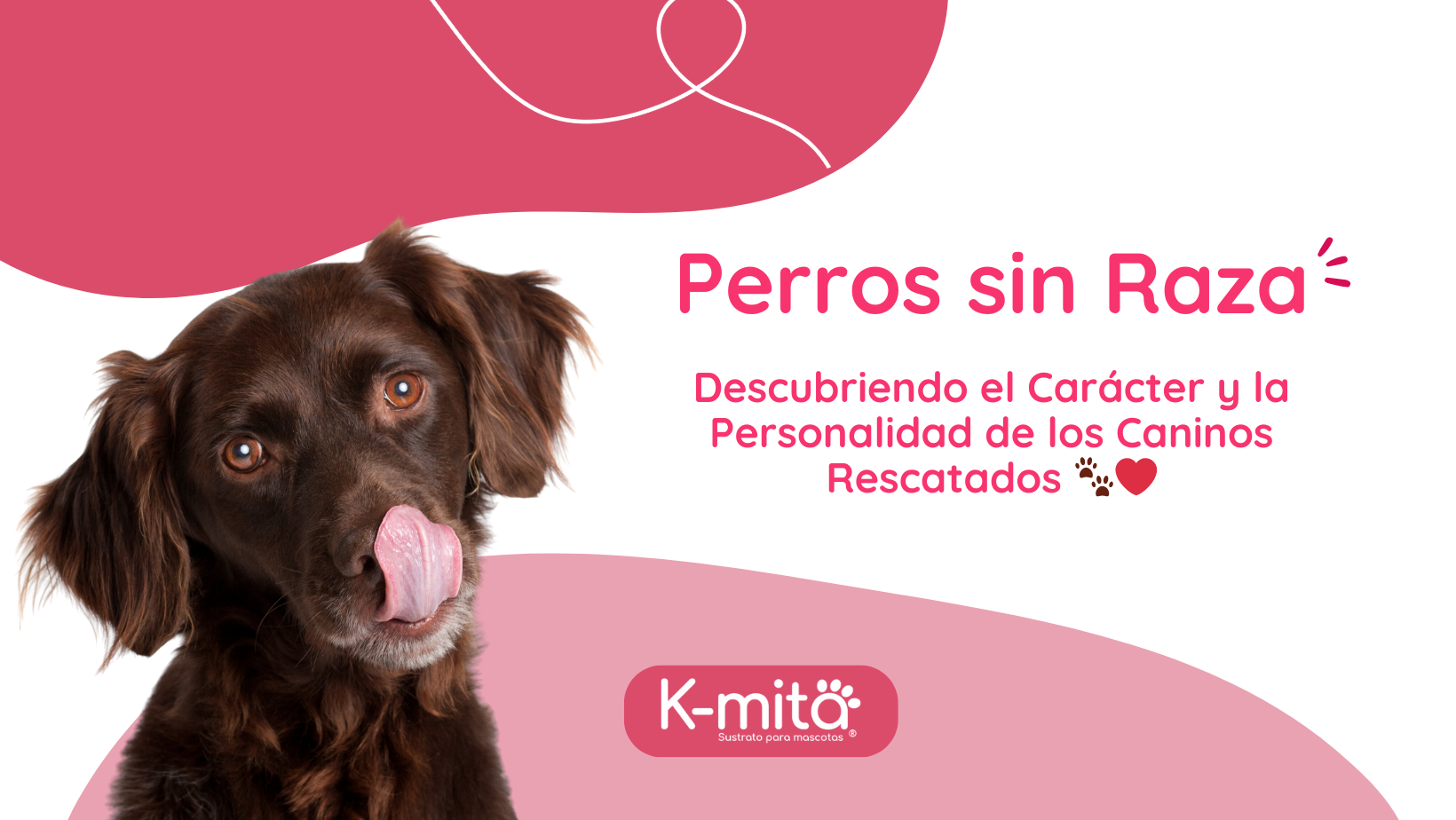 Perros sin Raza: Descubriendo el Carácter y la Personalidad de los Can