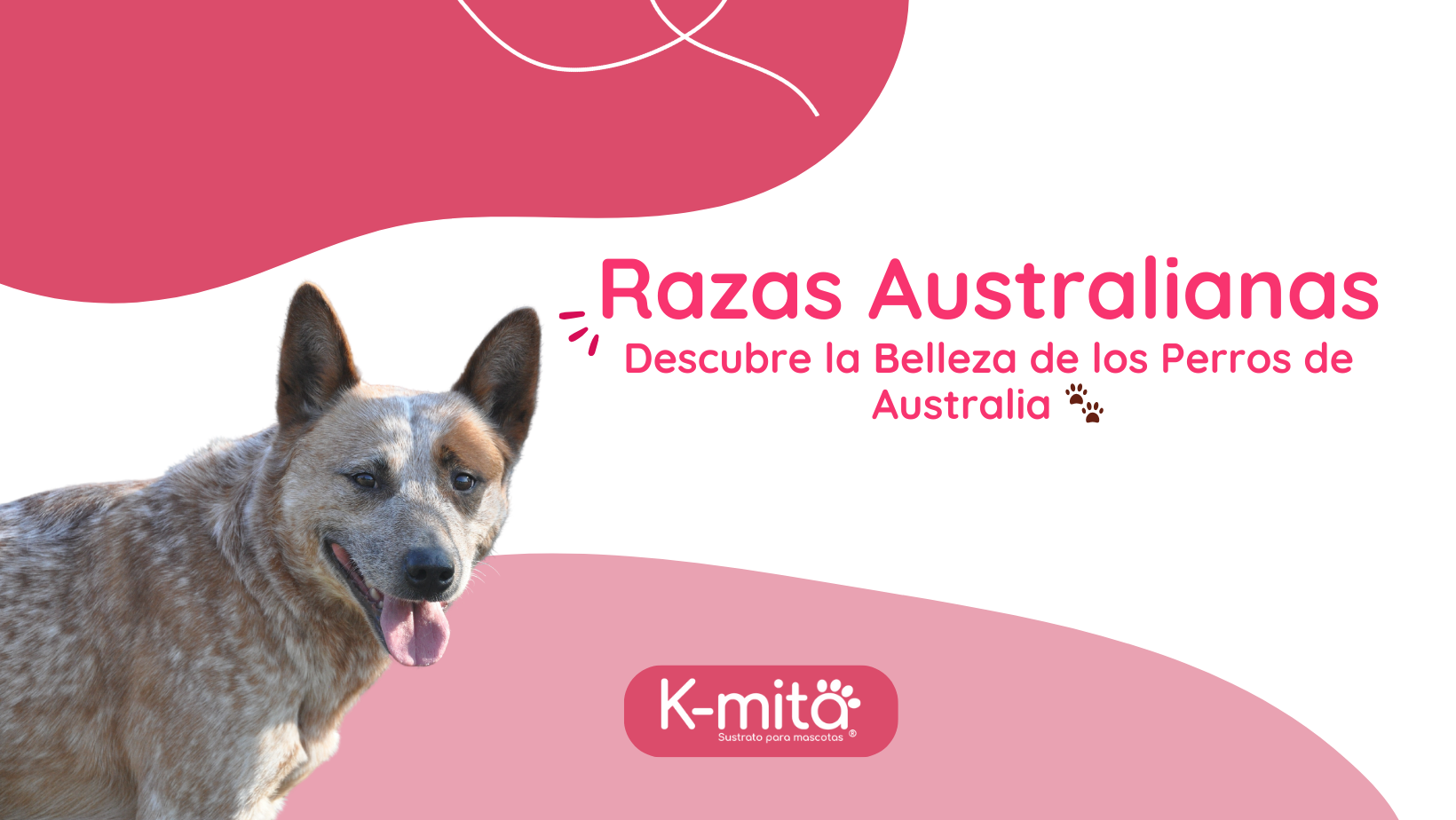 Son Los Kelpies Australianos La Raza Adecuada Para Ti
